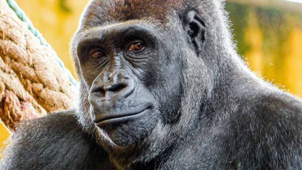 REVEALED: DUNI IS COMING TO PRAGUE!