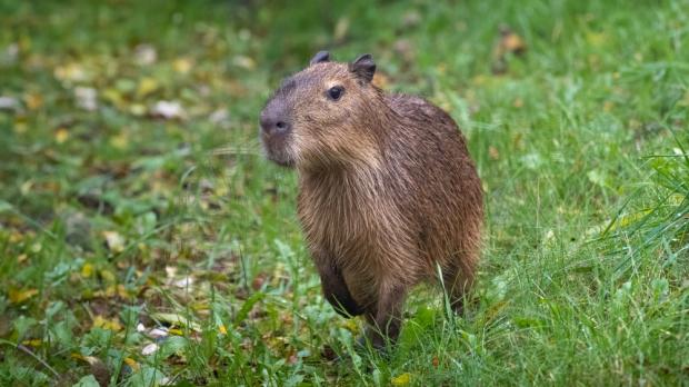 Kapybara - lexikon zvířat