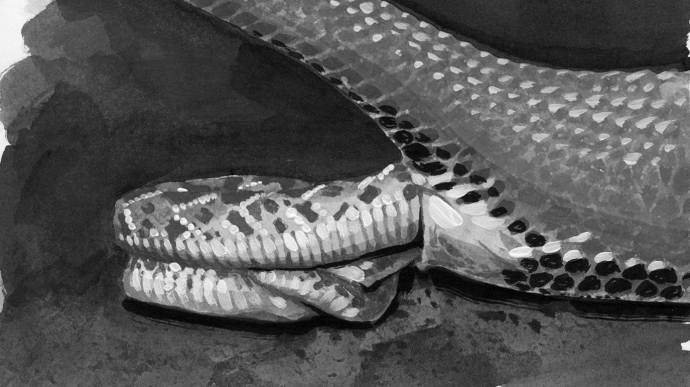 Mysteries of reptile reproduction