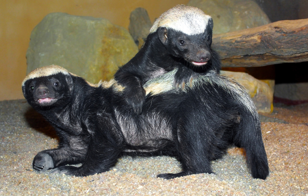 2004 Medojed kapský