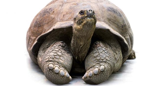 Želva sloní – Eberhard - Zoo Praha