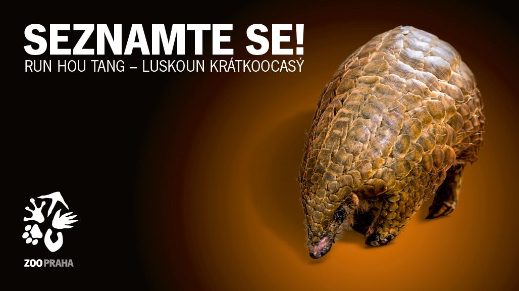 Tang – chodící šiška s vážným poselstvím