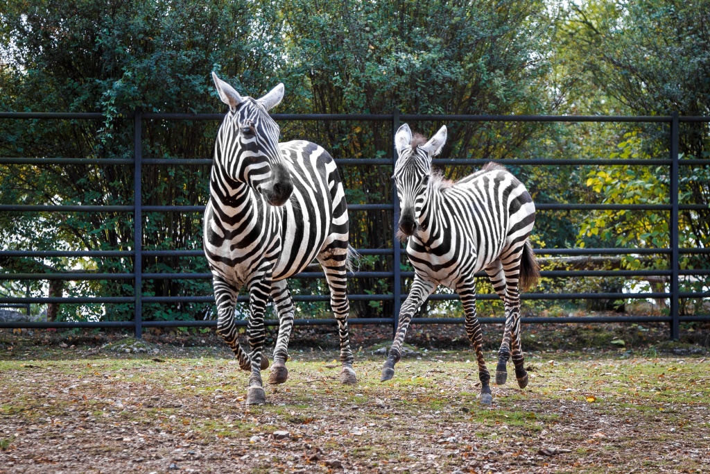 Dny zvířat 2020: leden patří zebrám