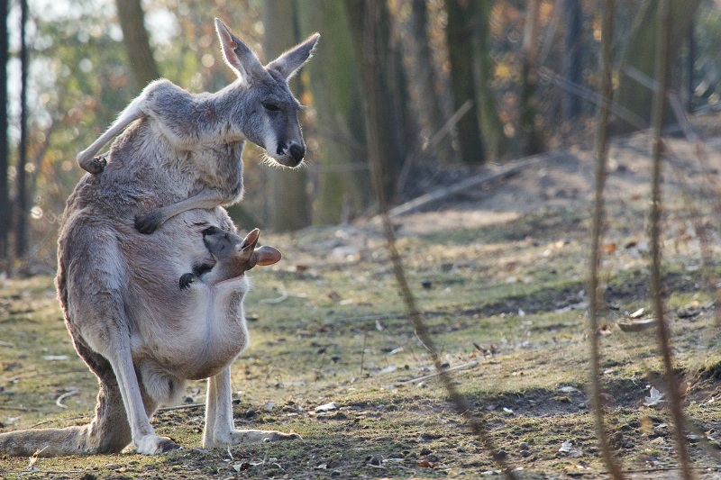 Klokan vykoukl z vaku a krajta nakladla vejce