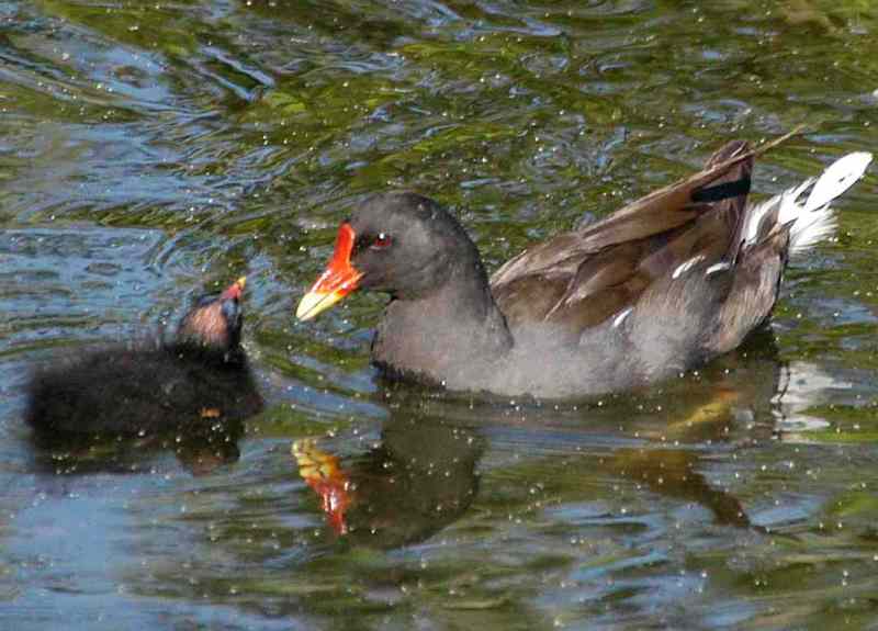 Najdi si svou slípku