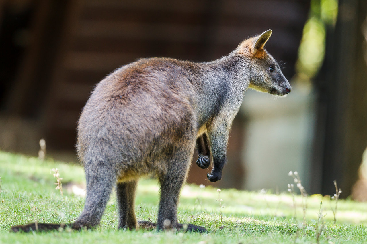 Klokan bažinný - lexikon zvířat