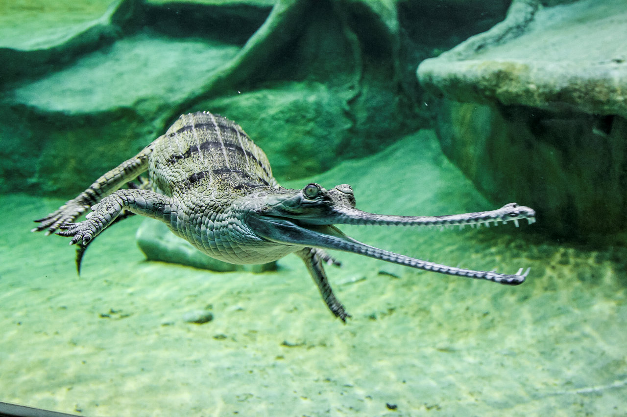 Gaviál indický - lexikon zvířat