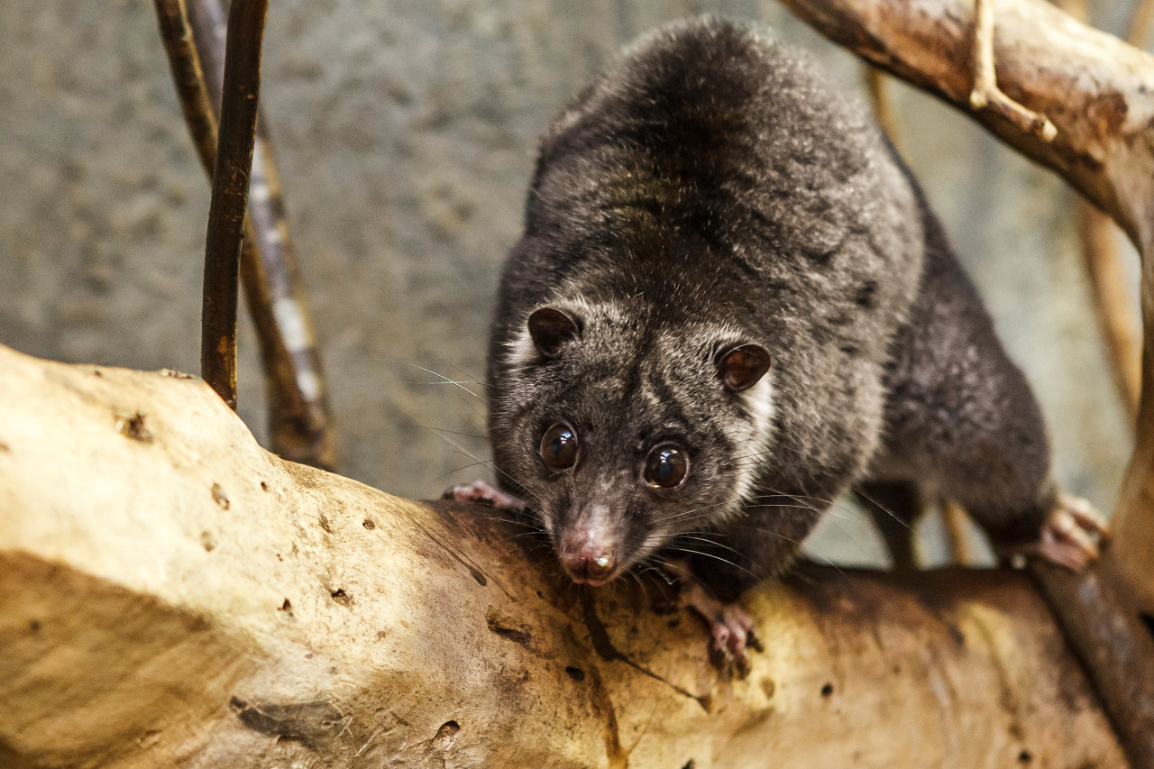 Kuskus pozemní - lexikon zvířat