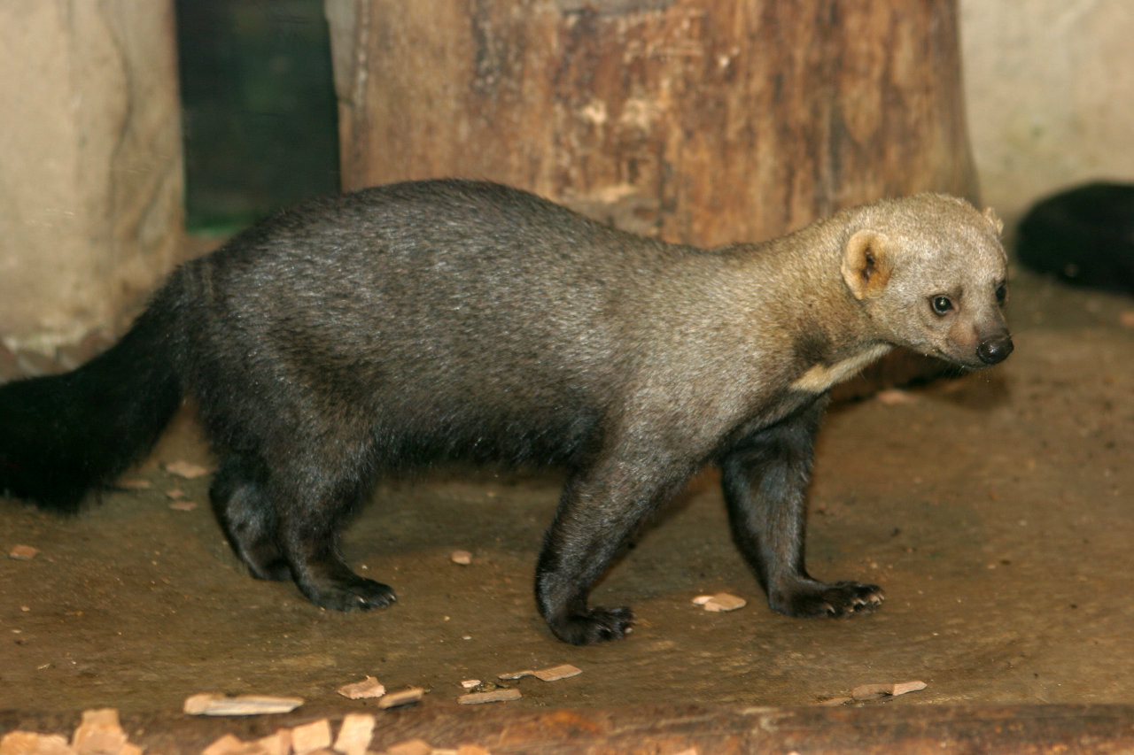 Tayra - lexikon zvířat