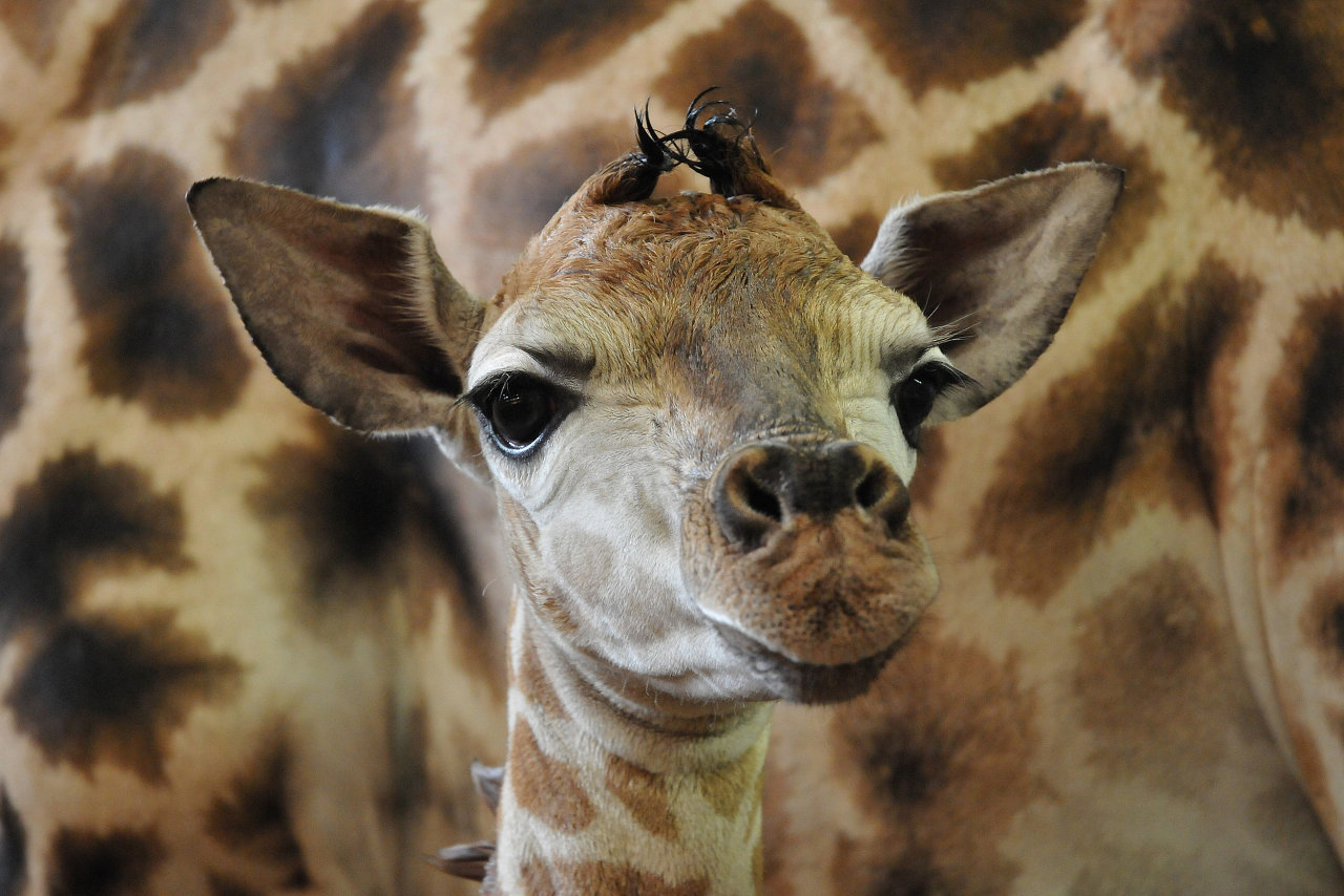 Žirafa severní núbijská - lexikon zvířat