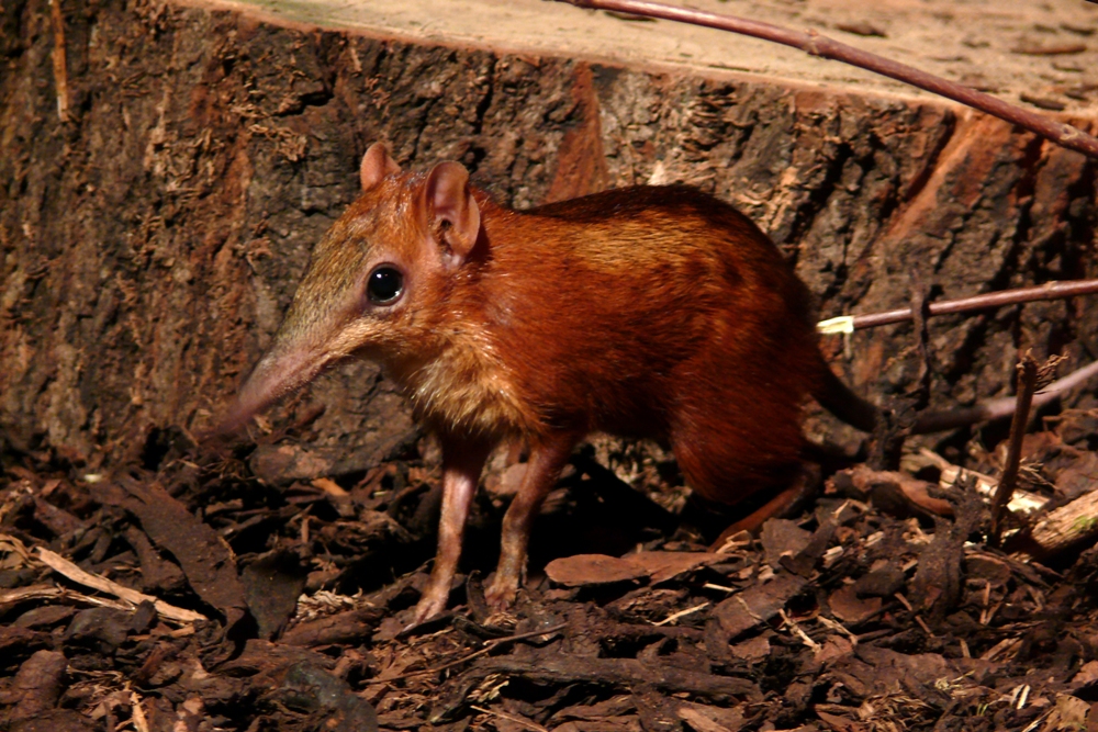 Bércoun skvrnitý - lexikon zvířat
