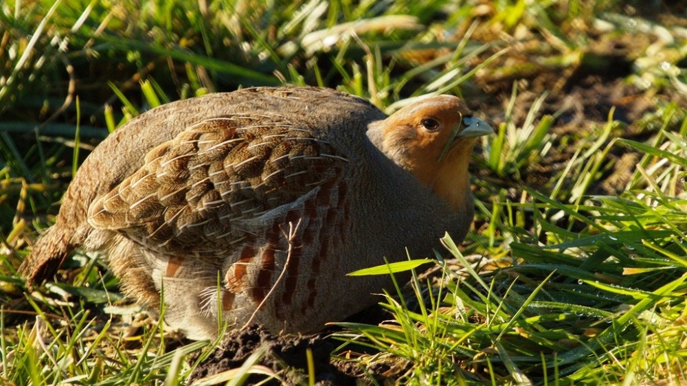 Koroptev polní - lexikon zvířat