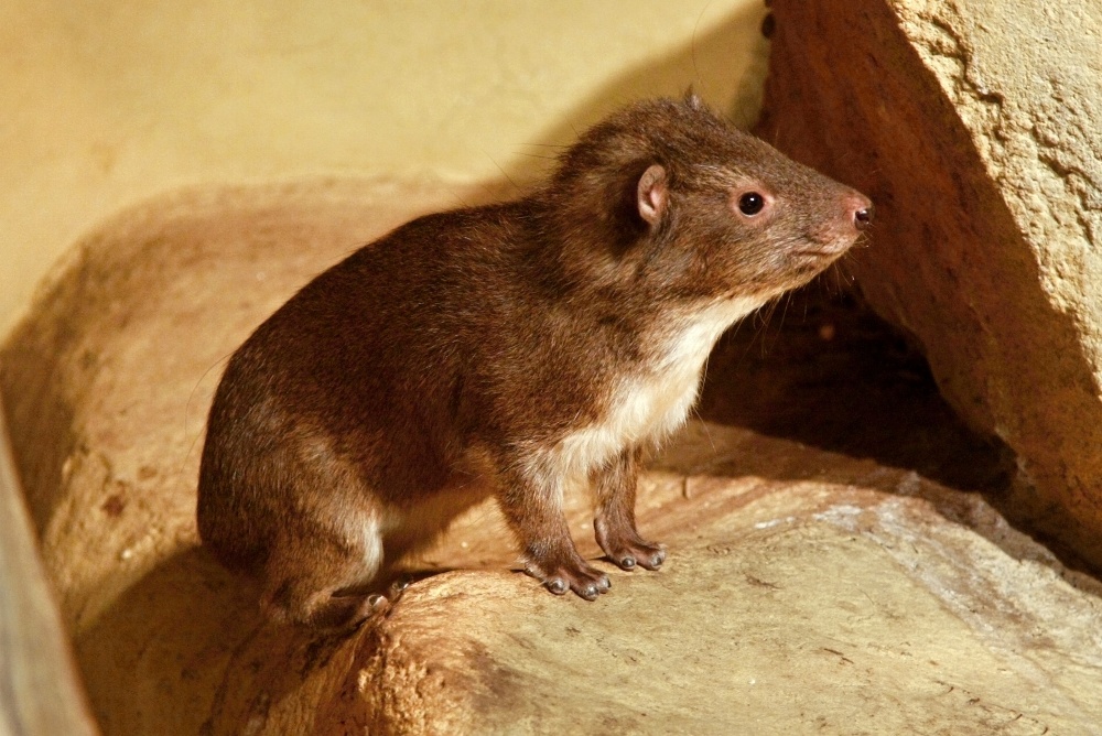 Daman stromový - lexikon zvířat