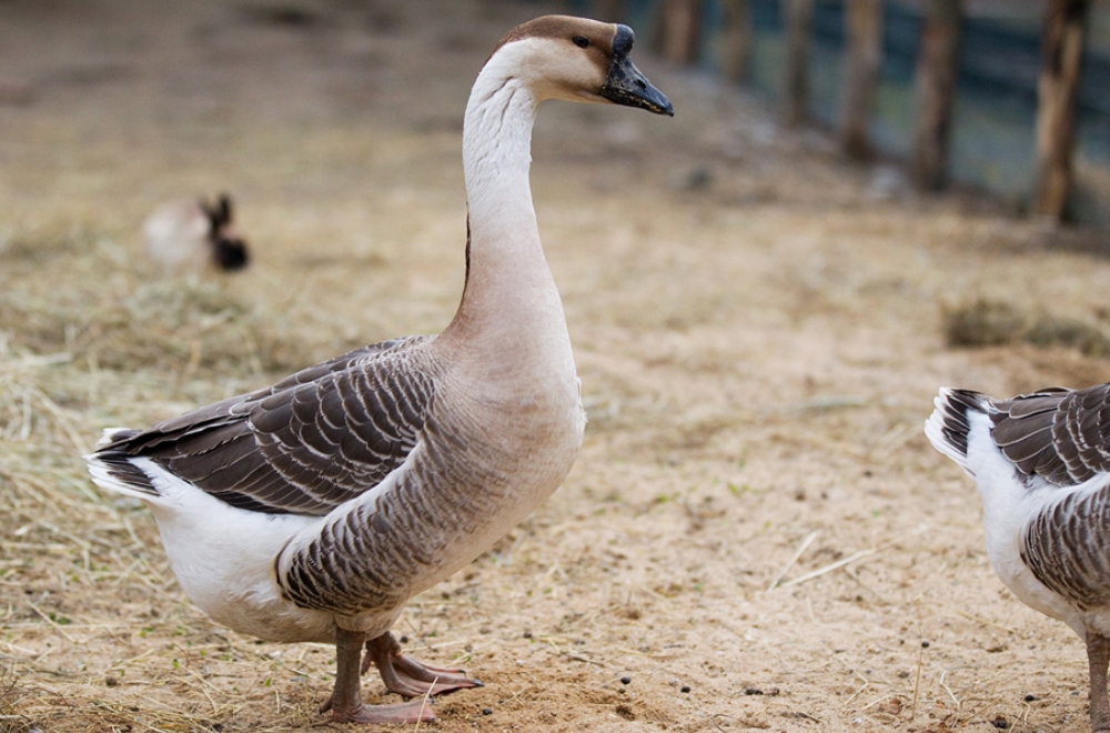 Husa labutí domácí - lexikon zvířat