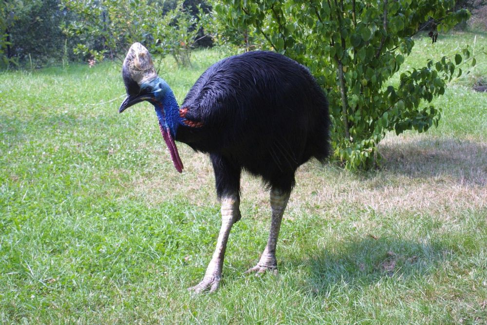 Kasuár přilbový - lexikon zvířat