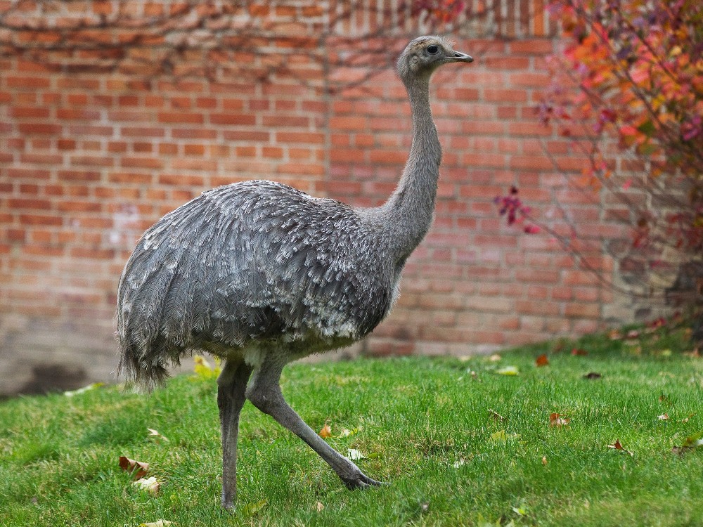 Nandu Darwinův - lexikon zvířat