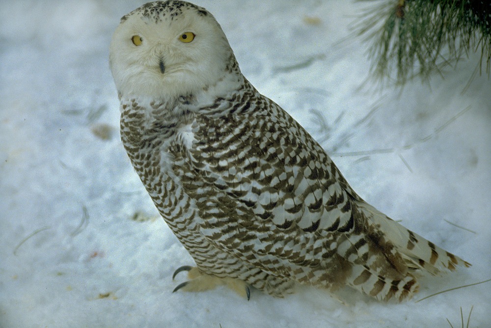 Sovice sněžní - lexikon zvířat