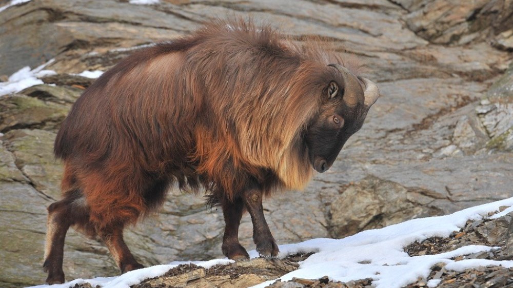 Tahr himálajský - lexikon zvířat