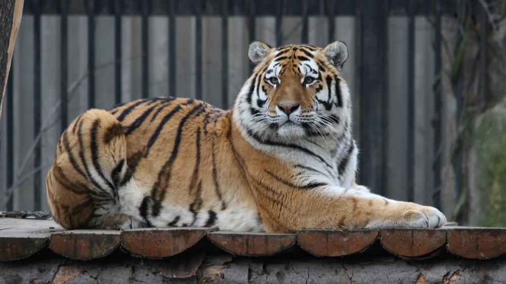 Tygr ussurijský - lexikon zvířat