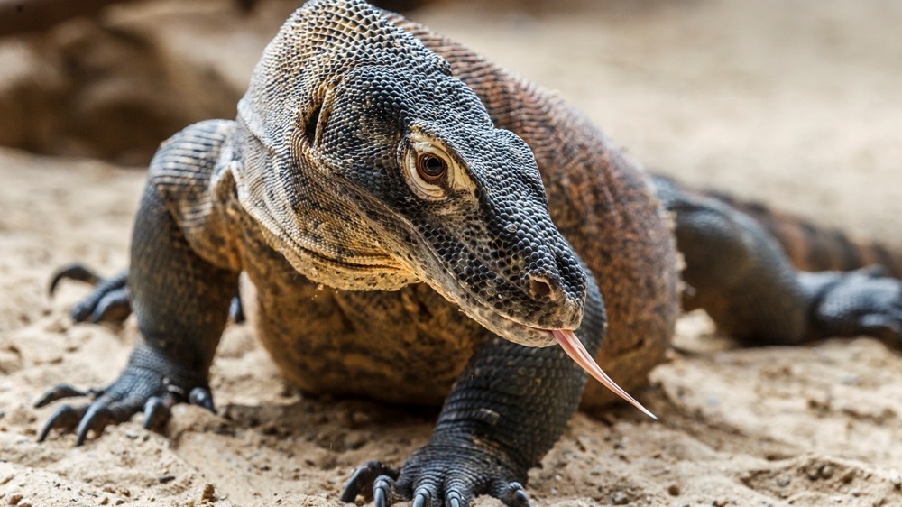 Varan komodský - lexikon zvířat