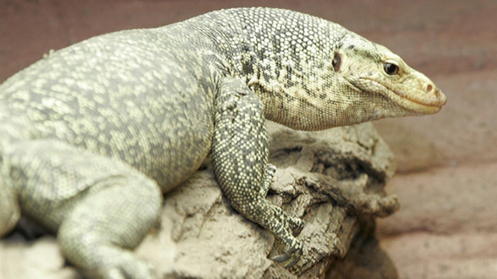 Varan molucký - lexikon zvířat