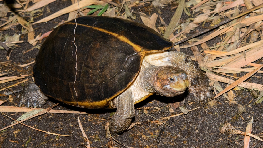 Želva černavá - lexikon zvířat