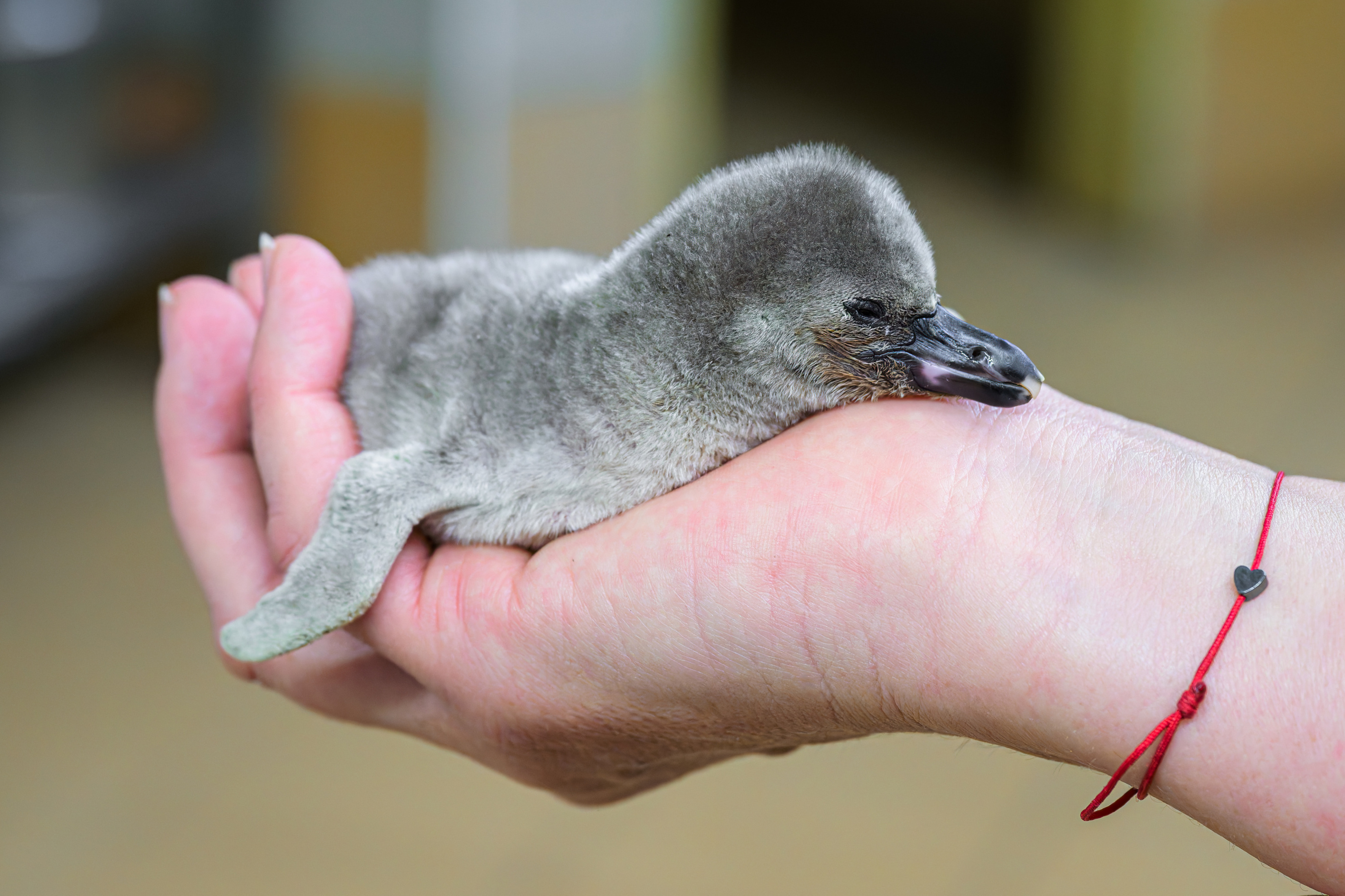 Vážení mláděte tučňáka v Zoo Praha