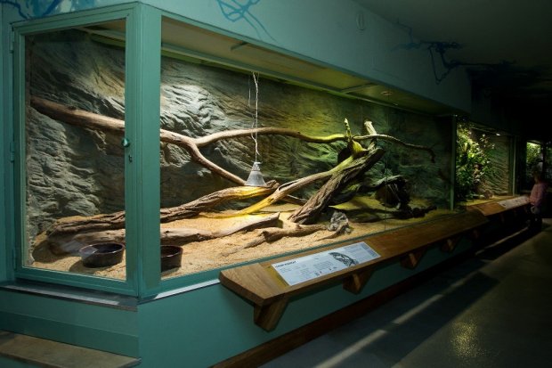 Feline and Reptile House