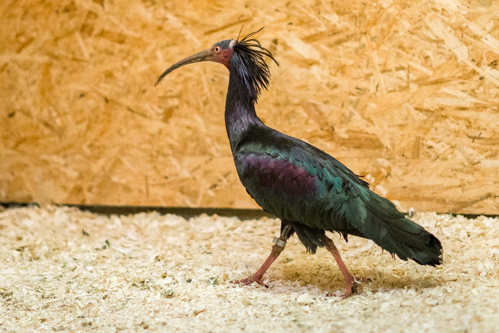 Velké finále honu na ibisy