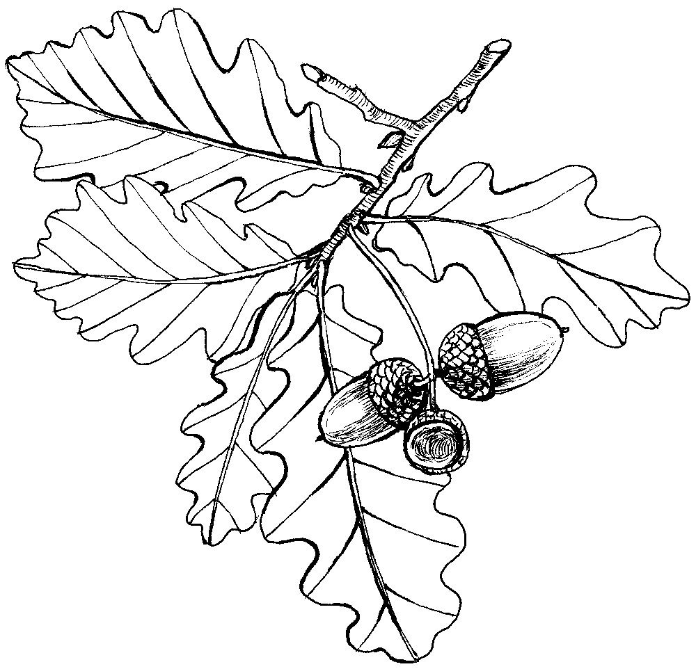 Dub letní zvaný křemelák